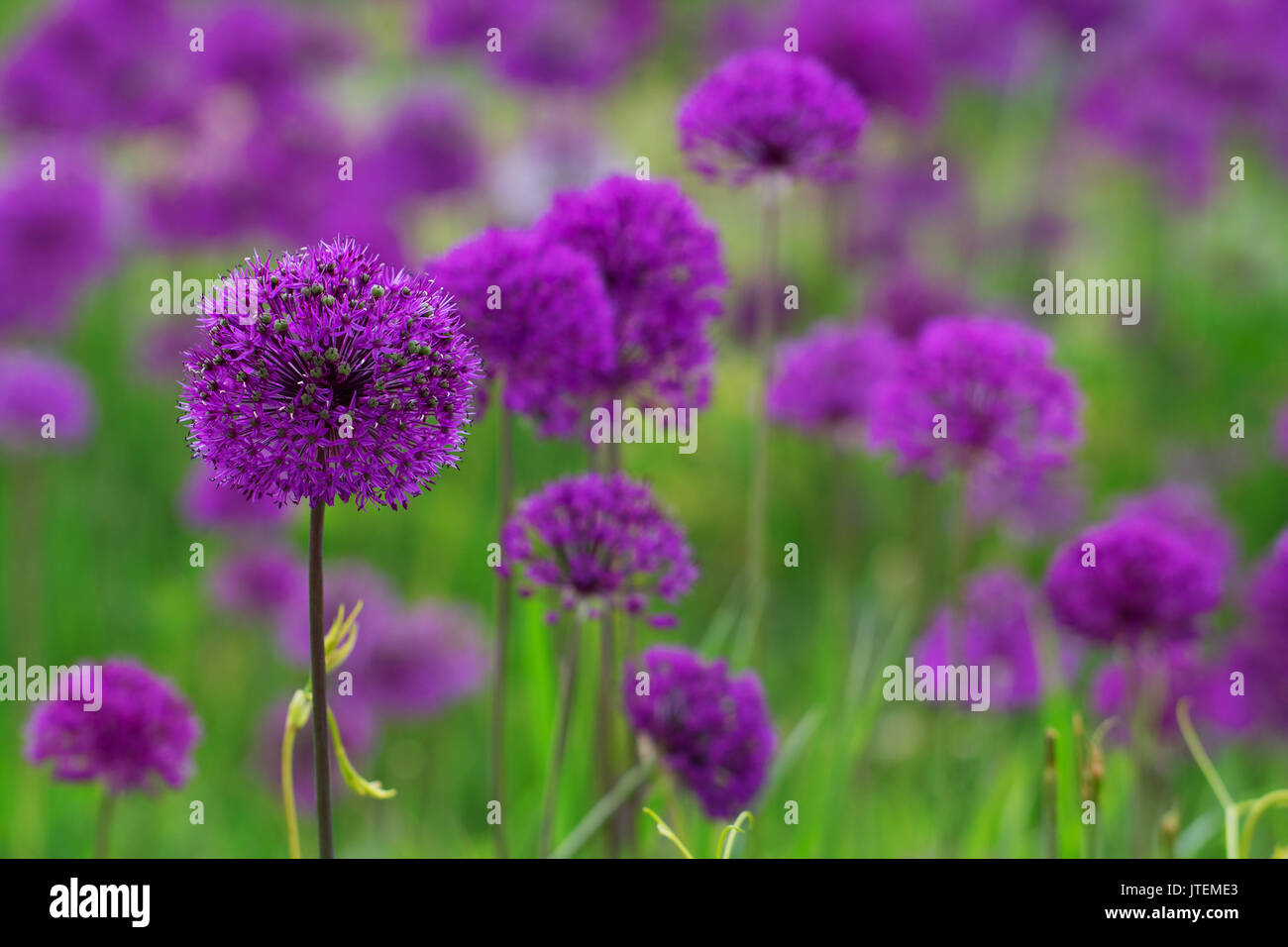 A flowerbed of purple blooming onions Stock Photo - Alamy