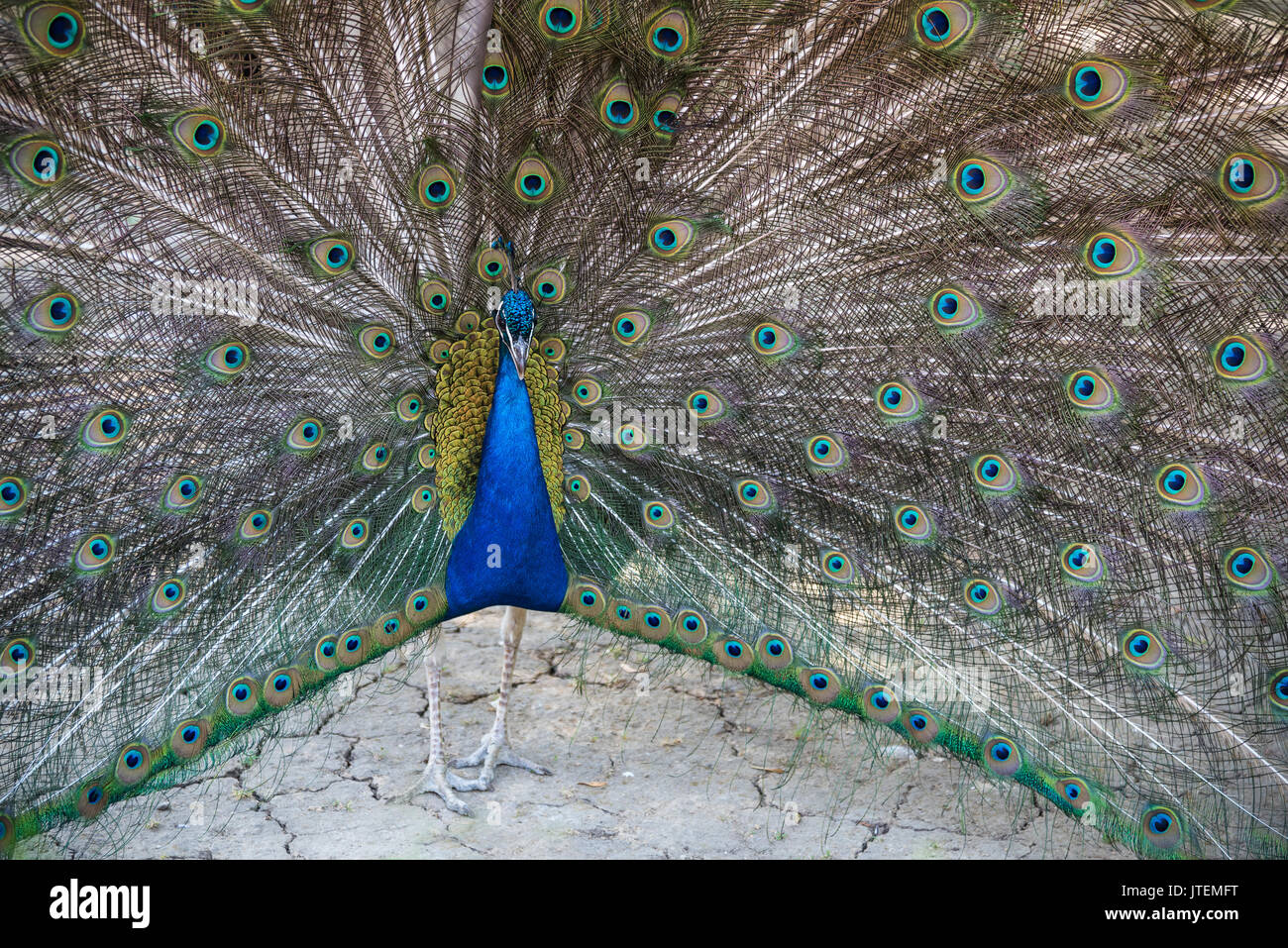 Peacock dancing open feathers hi-res stock photography and images - Alamy