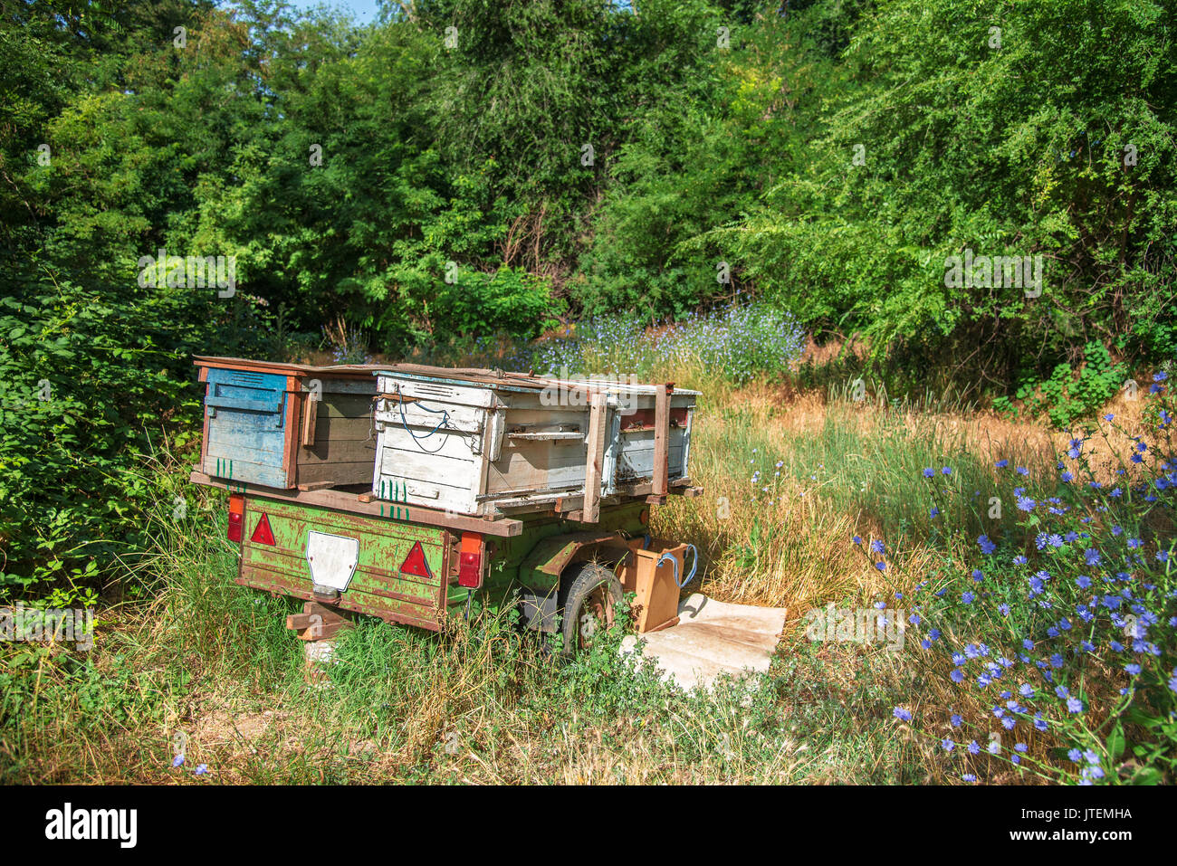 Hives on a car trailer in the middle of the woods, beekeeping. Ukraine ...