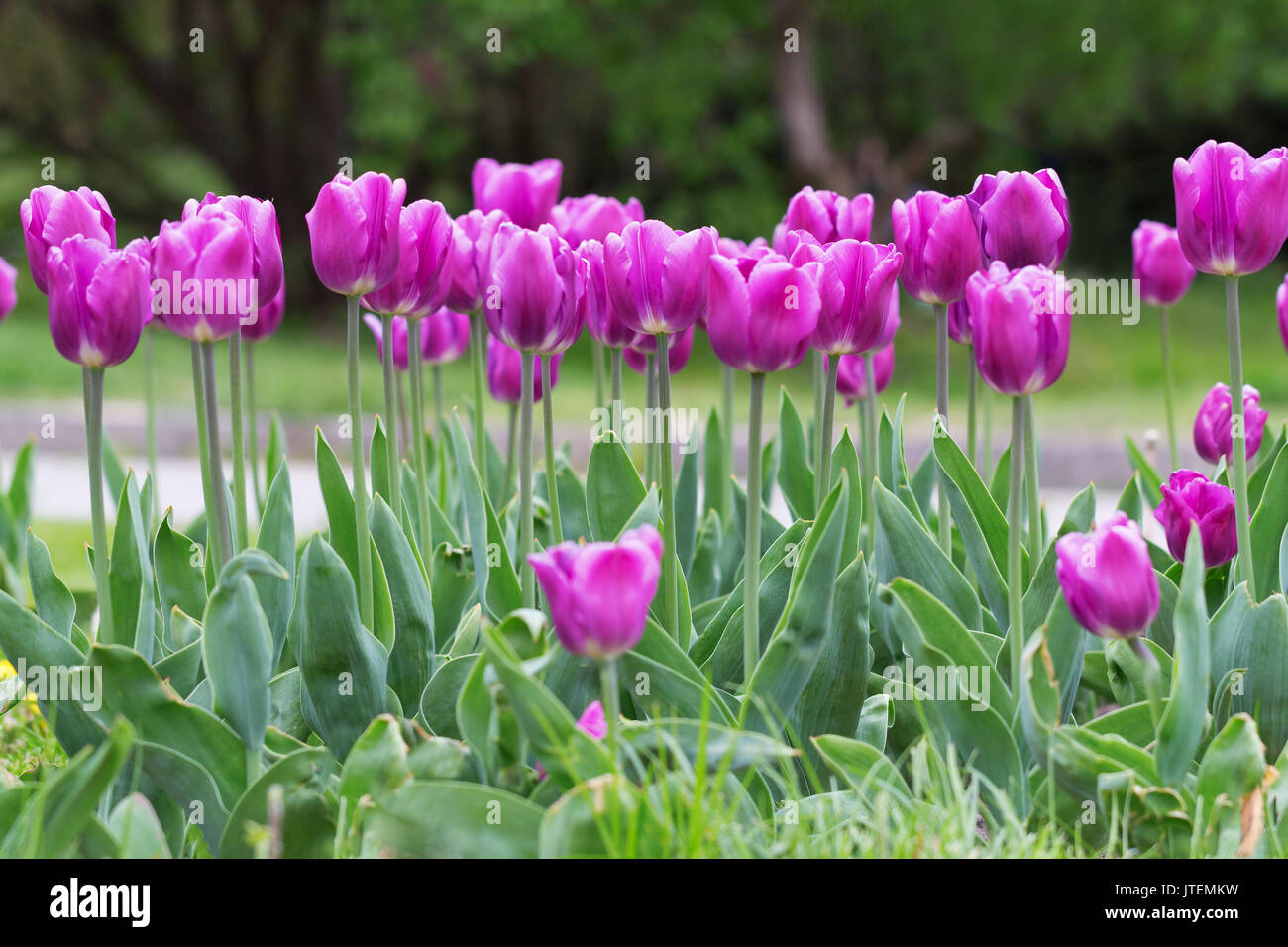 Mtulip hi-res stock photography and images - Alamy