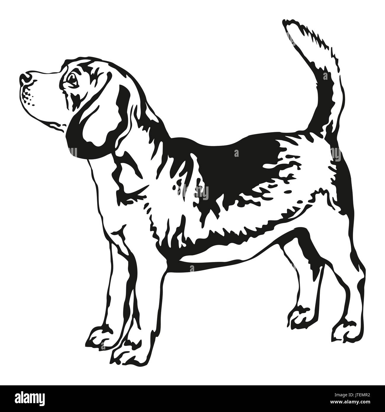 Beagle vector Cut Out Stock Images & Pictures - Alamy