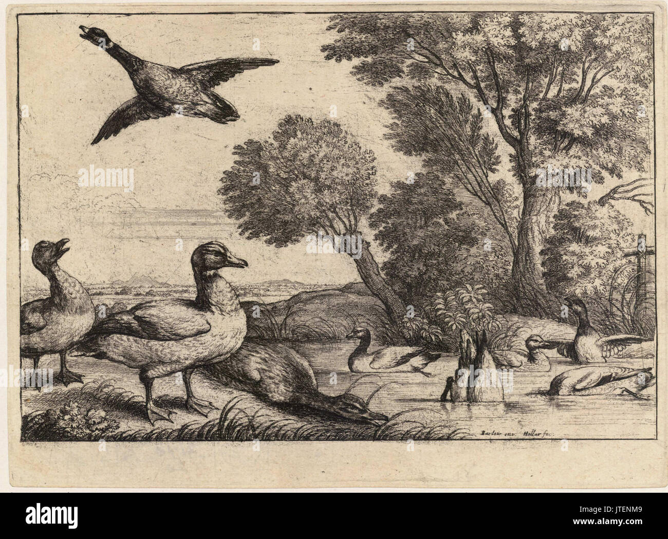 Nine ducks hi-res stock photography and images - Alamy