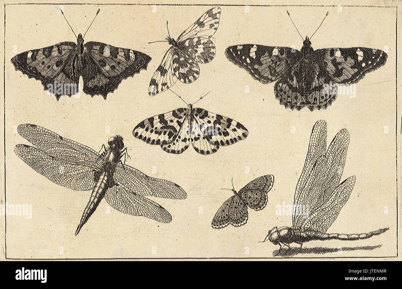 Detailed depiction of two butterflies hi-res stock photography and ...