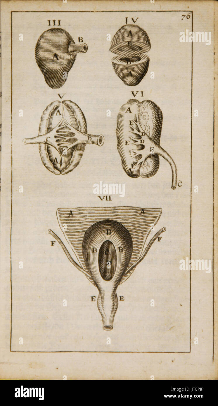 Wesling Kuenstliche Zerlegung 095 Stock Photo - Alamy