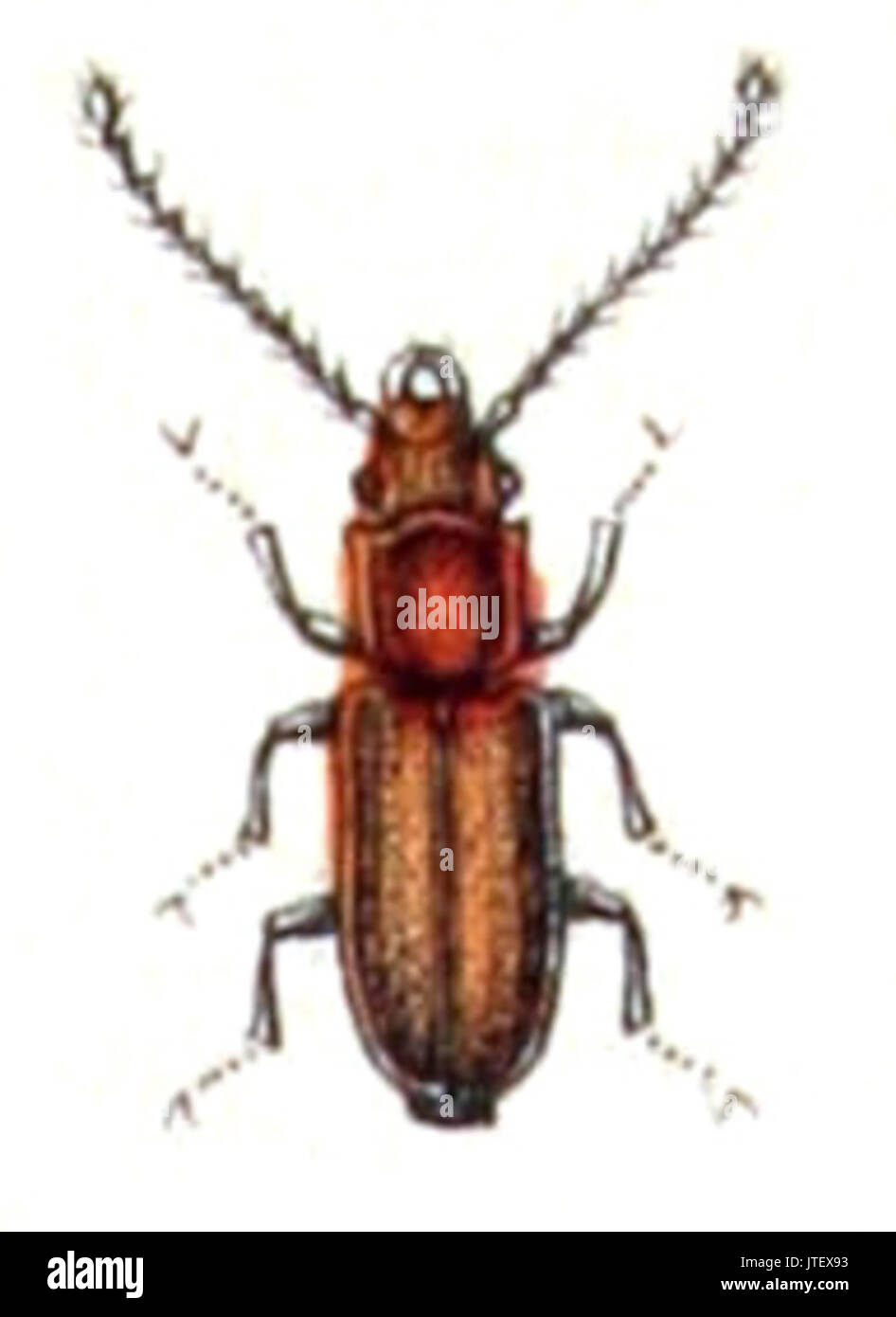 Placonotus testaceus hi-res stock photography and images - Alamy