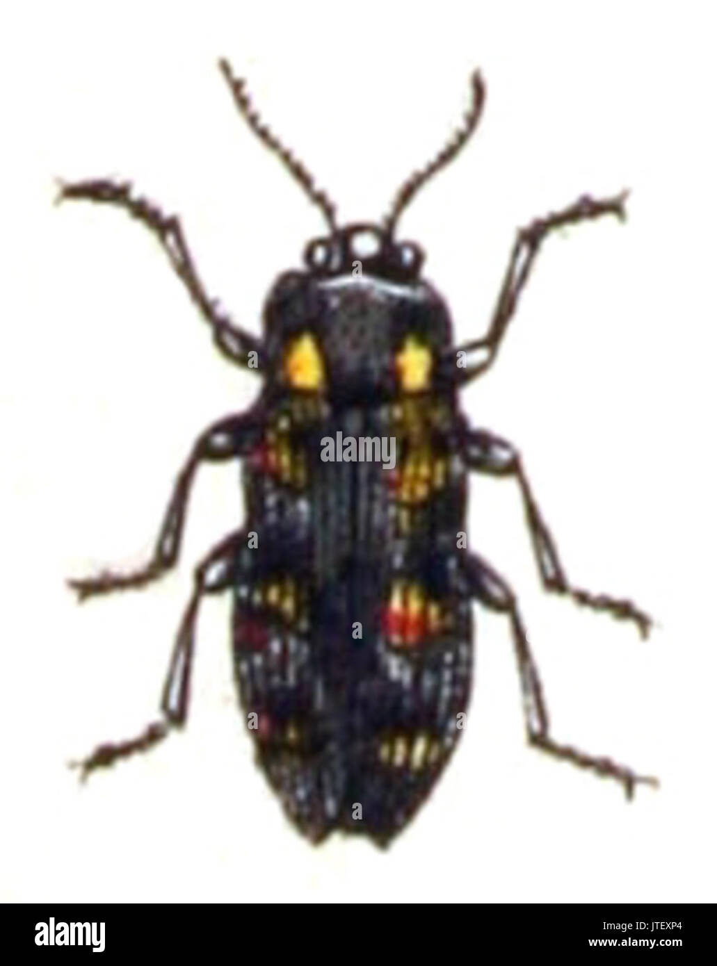 Ptosima undecimmaculata hi-res stock photography and images - Alamy