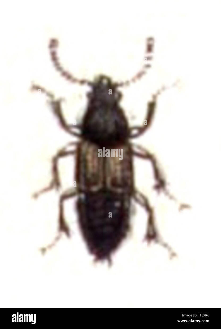 Quedius cinctus hi-res stock photography and images - Alamy