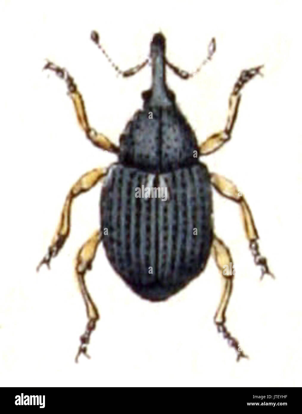 Rhinoncus pericarpius hi-res stock photography and images - Alamy