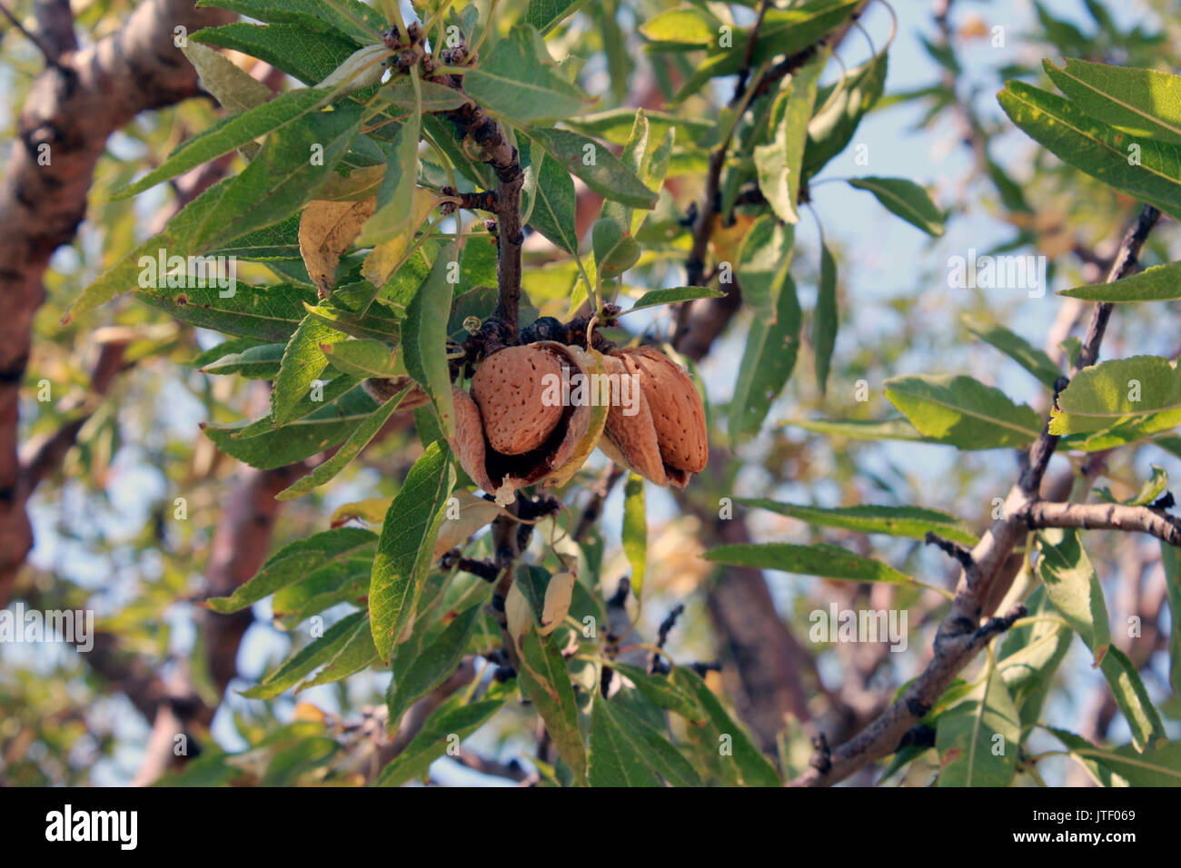 Netshell hi-res stock photography and images - Alamy