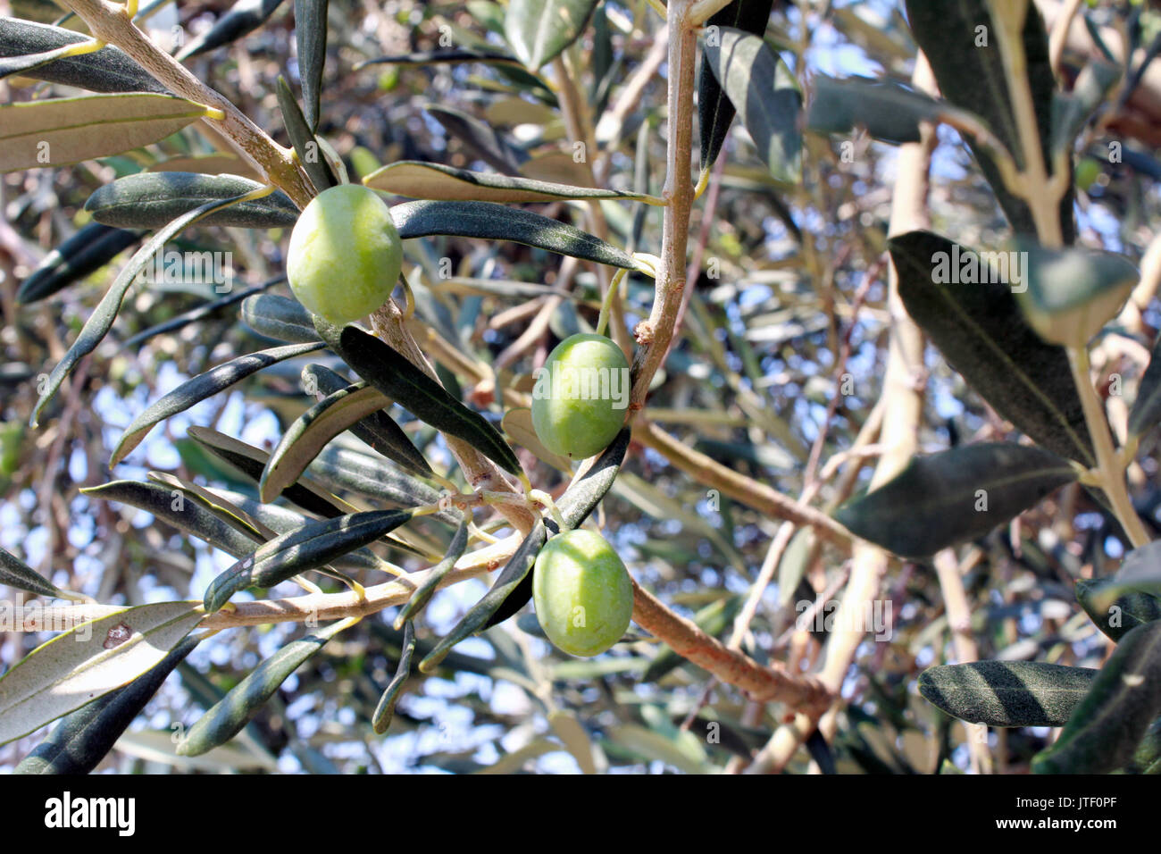 Close up shot of an olive tree Stock Photo - Alamy