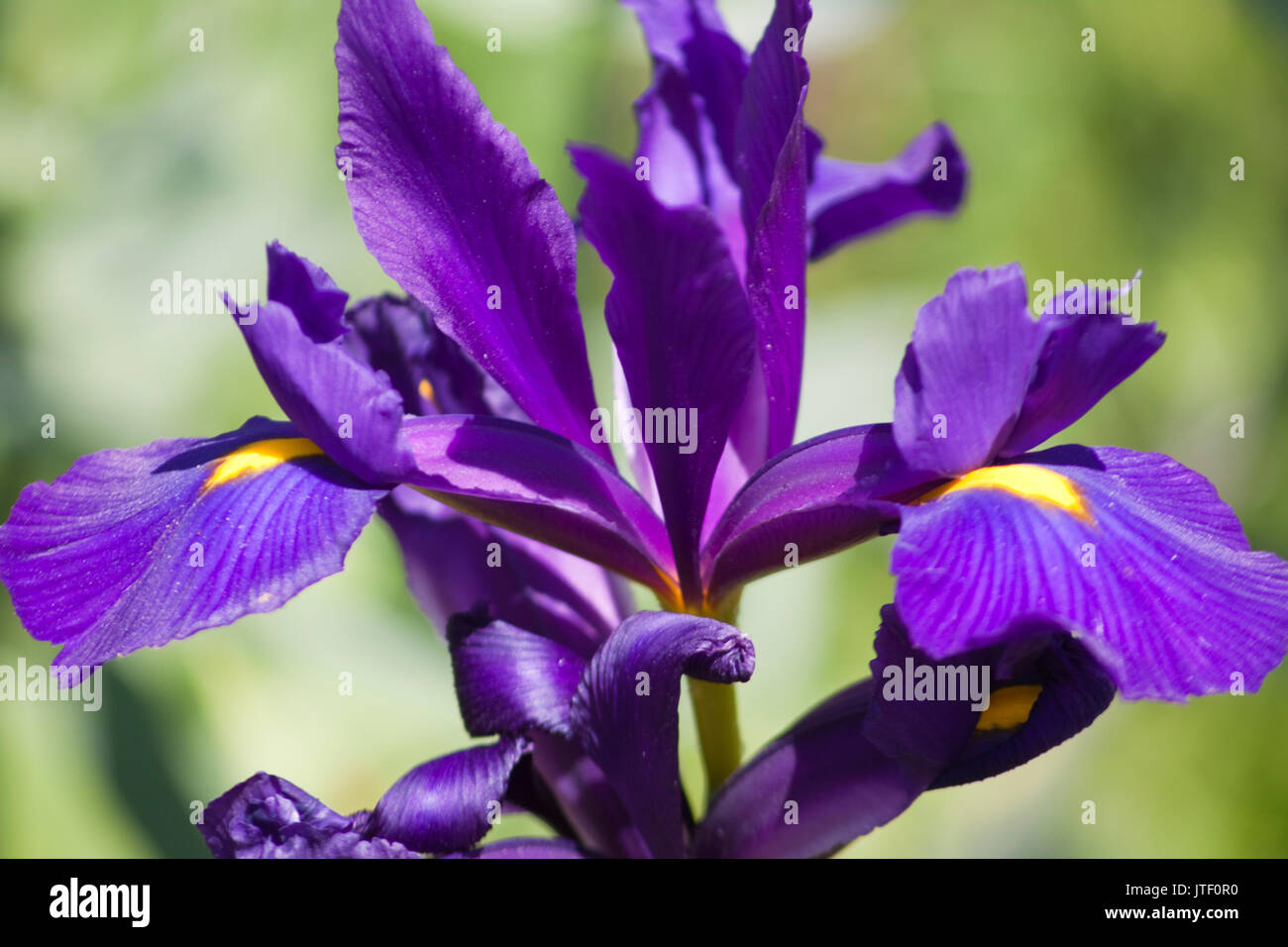 Purple iris flower in close up Stock Photo - Alamy
