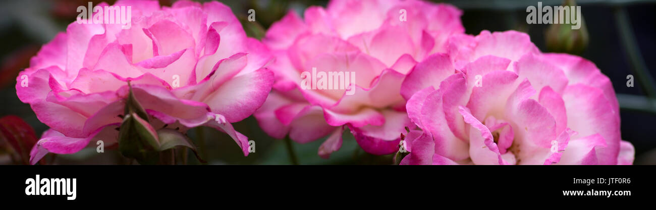Roses panoramic back garden Stock Photo - Alamy