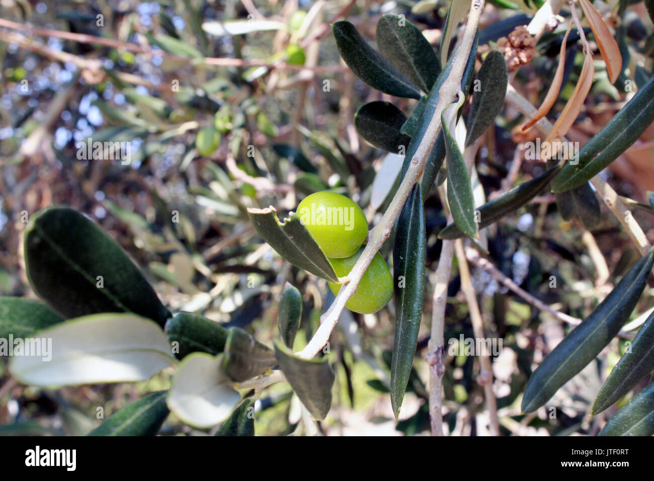 Close up shot of an olive tree Stock Photo - Alamy