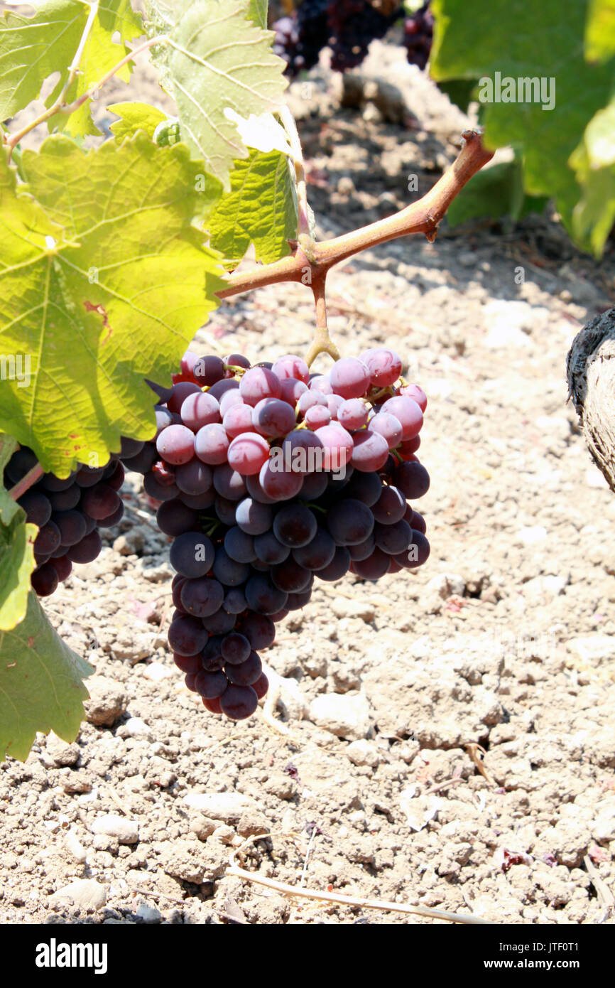 Grapes closeup vineyard french wine making hi-res stock photography and ...