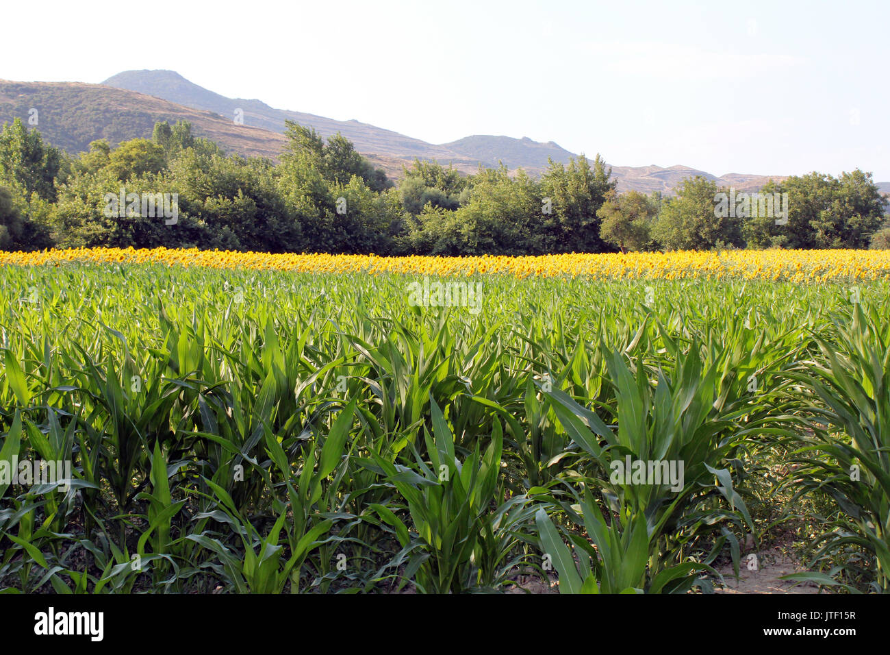 Fields of Corn and Sunflower Stock Photo - Alamy