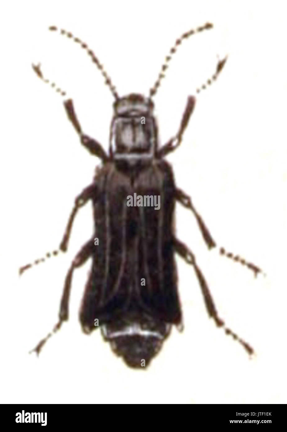 Sitaris hi-res stock photography and images - Alamy