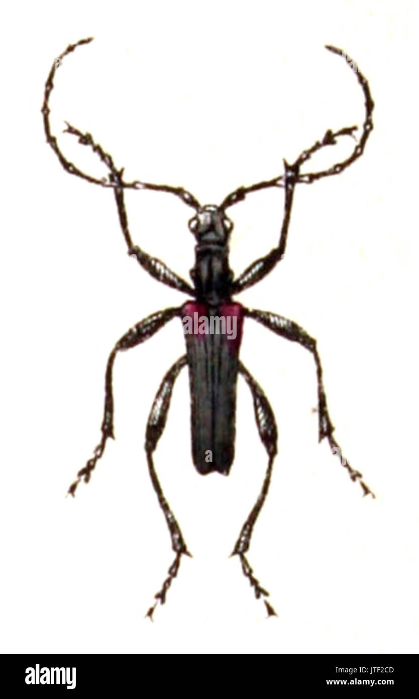 Stenocorus hi-res stock photography and images - Alamy