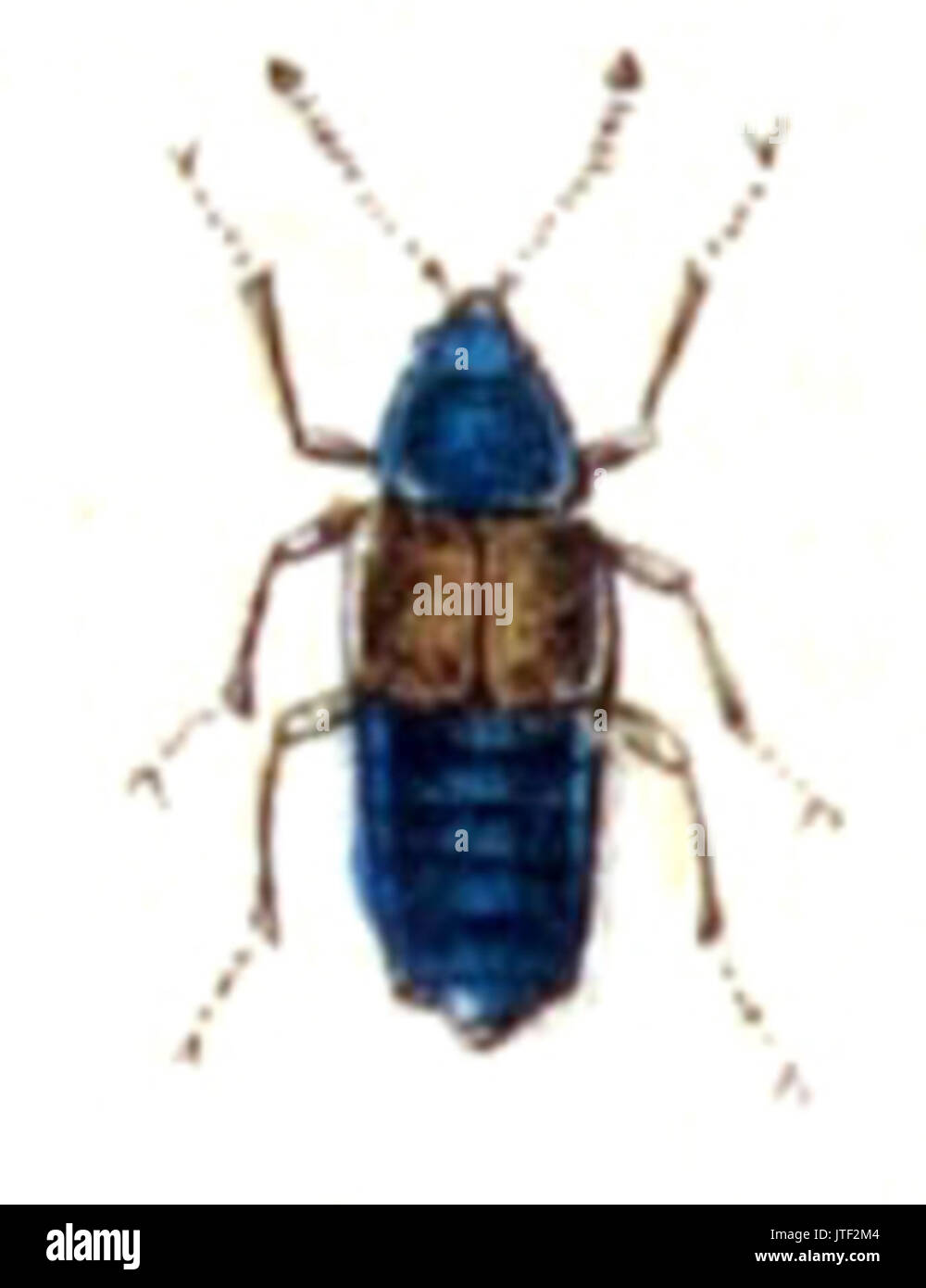 Fuscipes hi-res stock photography and images - Alamy