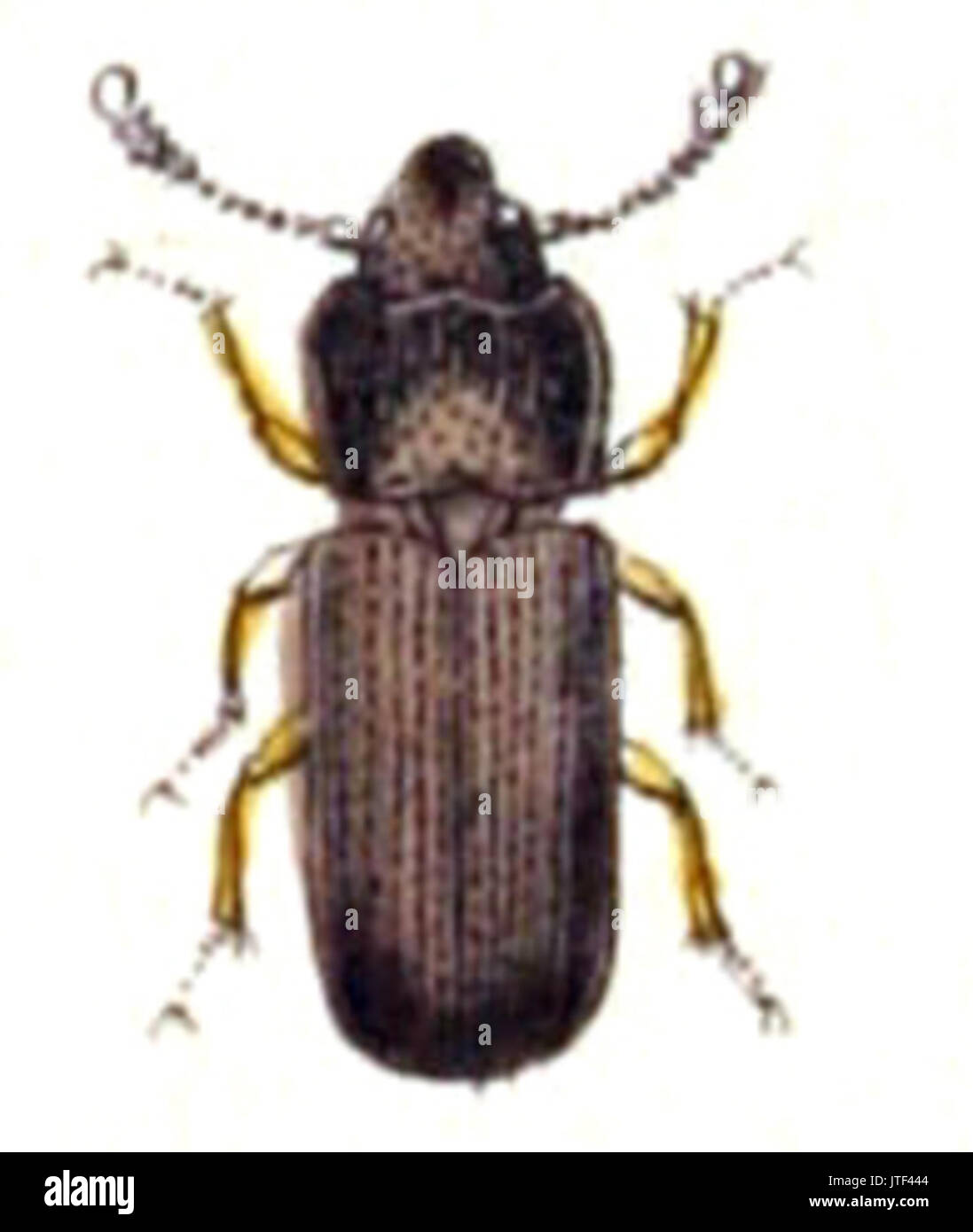 Tenebroides mauritanicus hi-res stock photography and images - Alamy