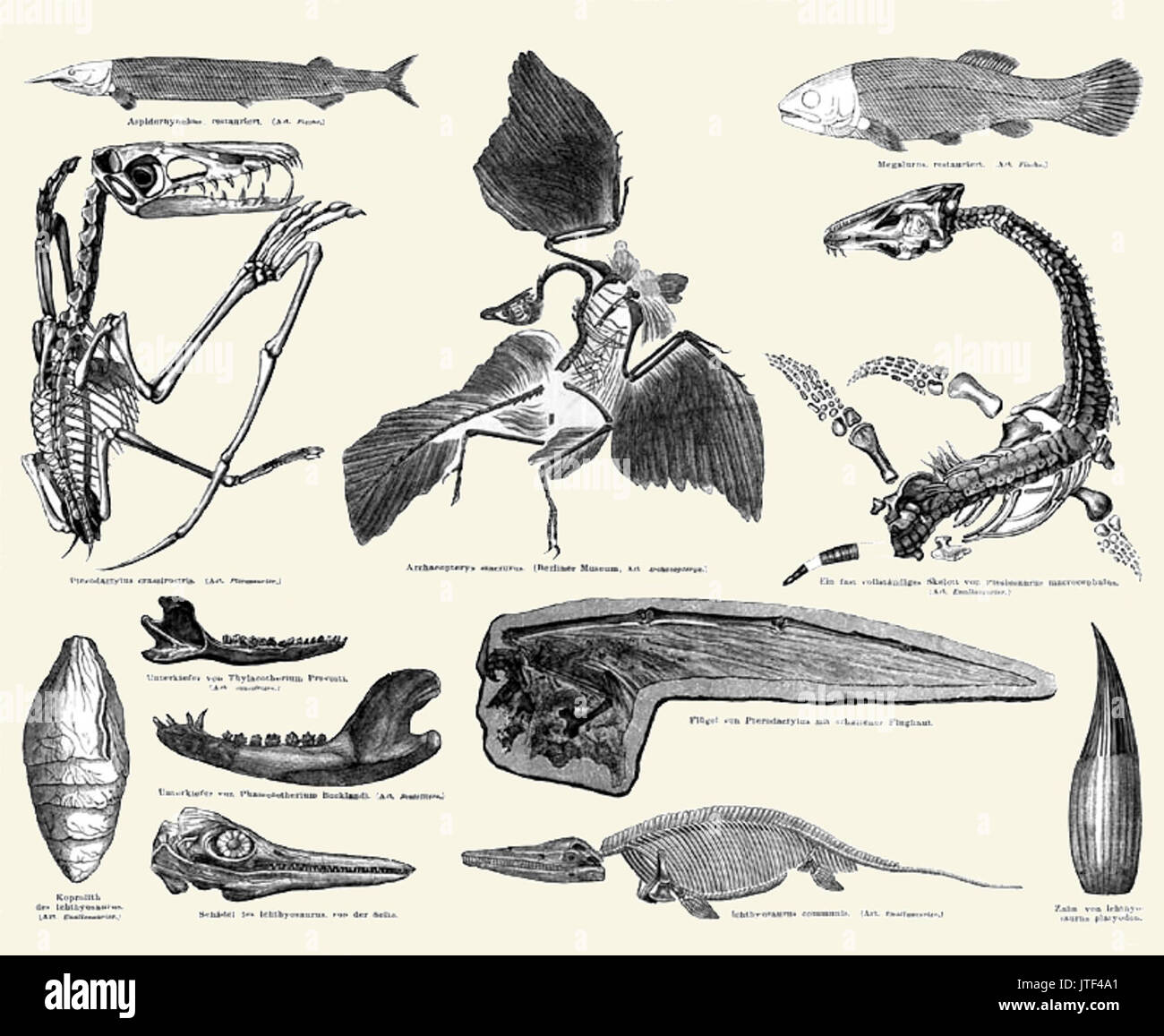 Vertebrate Jurassic fossils Stock Photo - Alamy