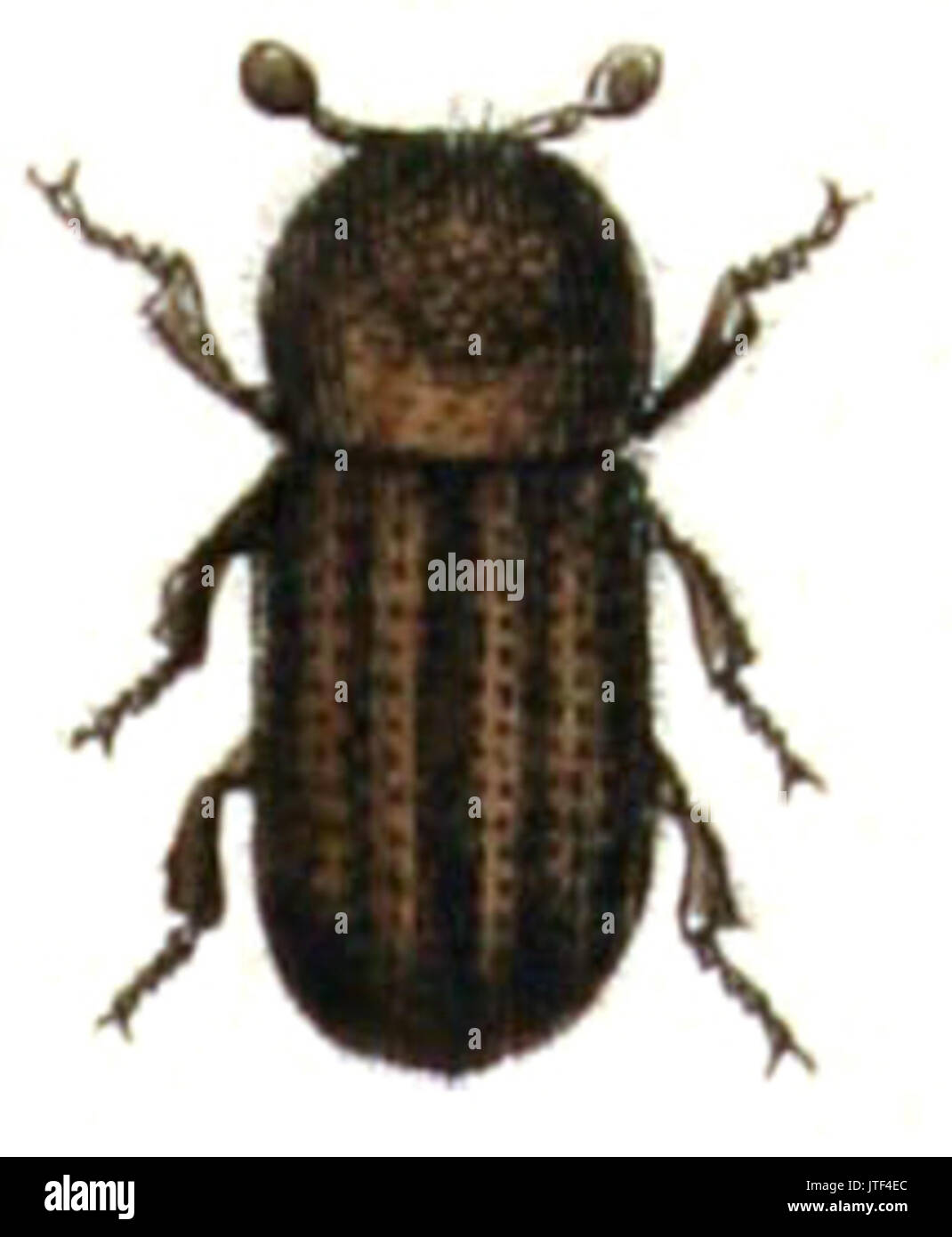 Trypodendron lineatum hi-res stock photography and images - Alamy