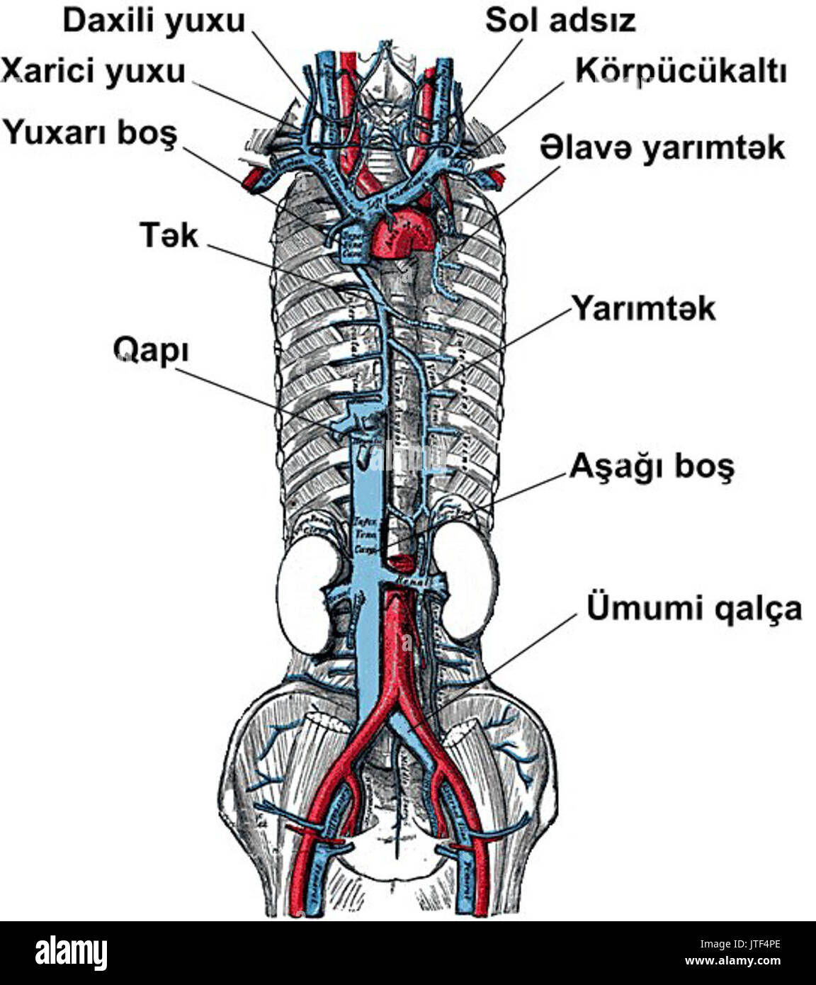 Venous system hi-res stock photography and images - Alamy