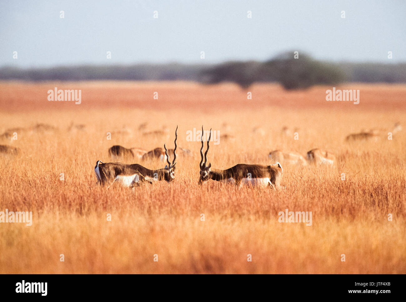 Grassland Blackbuck National Park High Resolution Stock Photography and ...