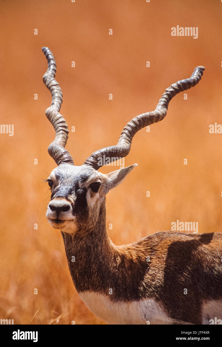 male Indian Blackbuck, also known as Blackbuck or Indian Antelope ...