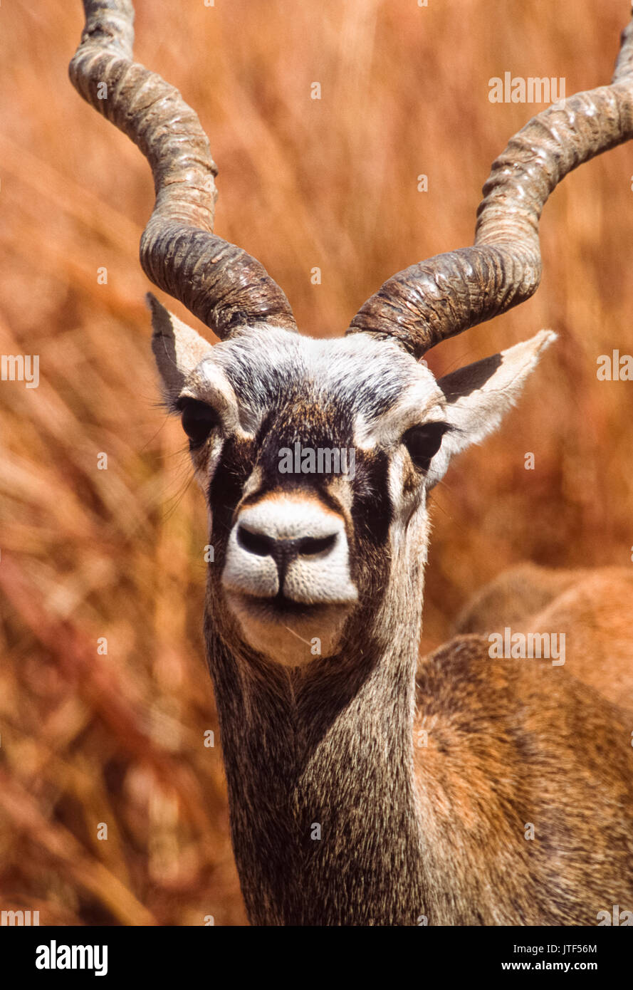 Indian national park hi-res stock photography and images - Alamy