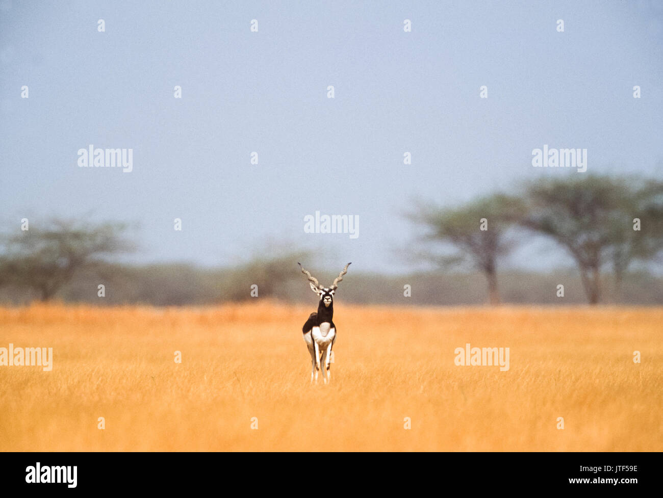 male Indian Blackbuck, also known as Blackbuck or Indian Antelope ...
