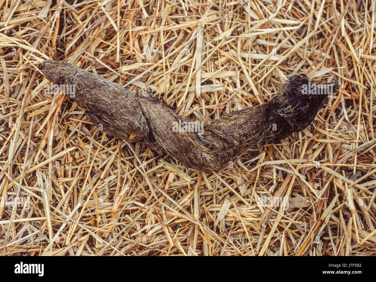 Faeces of wolf hi-res stock photography and images - Alamy