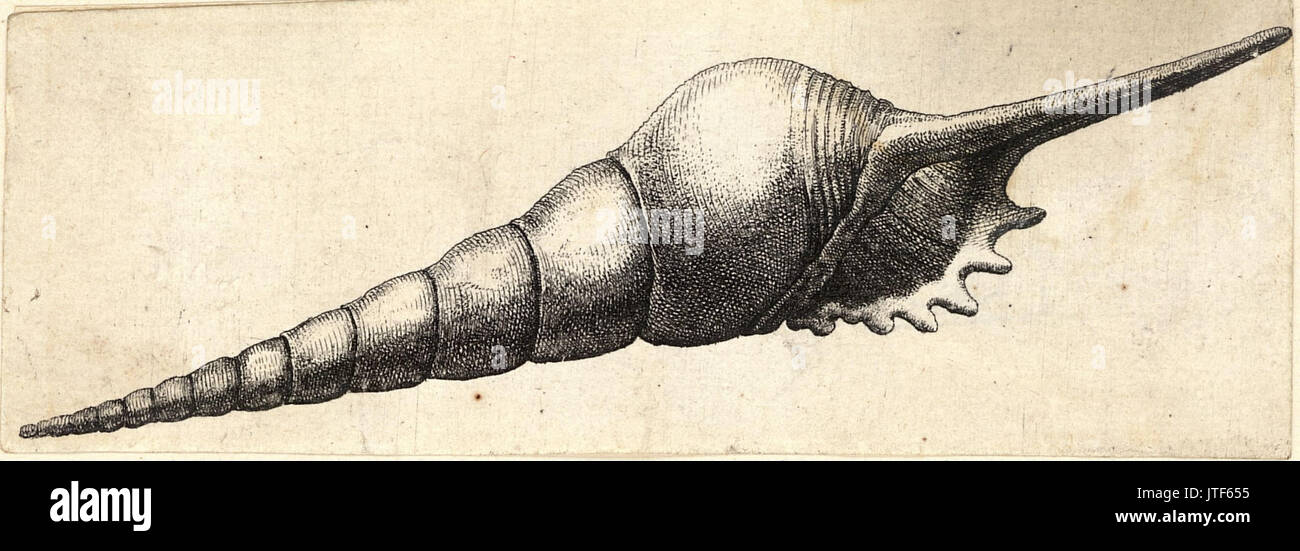 Tibia drawing hi-res stock photography and images - Alamy