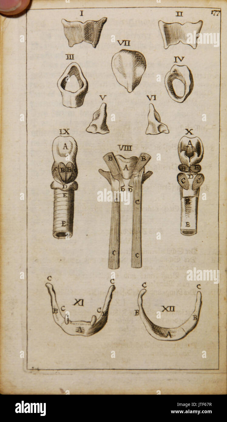 Wesling Kuenstliche Zerlegung 224 Stock Photo - Alamy