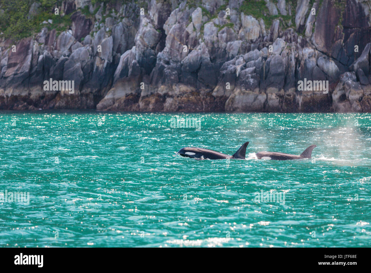 Orcas in the Resurrection Bay, Orcinus orca, Kenai Peninsula, Alaska ...