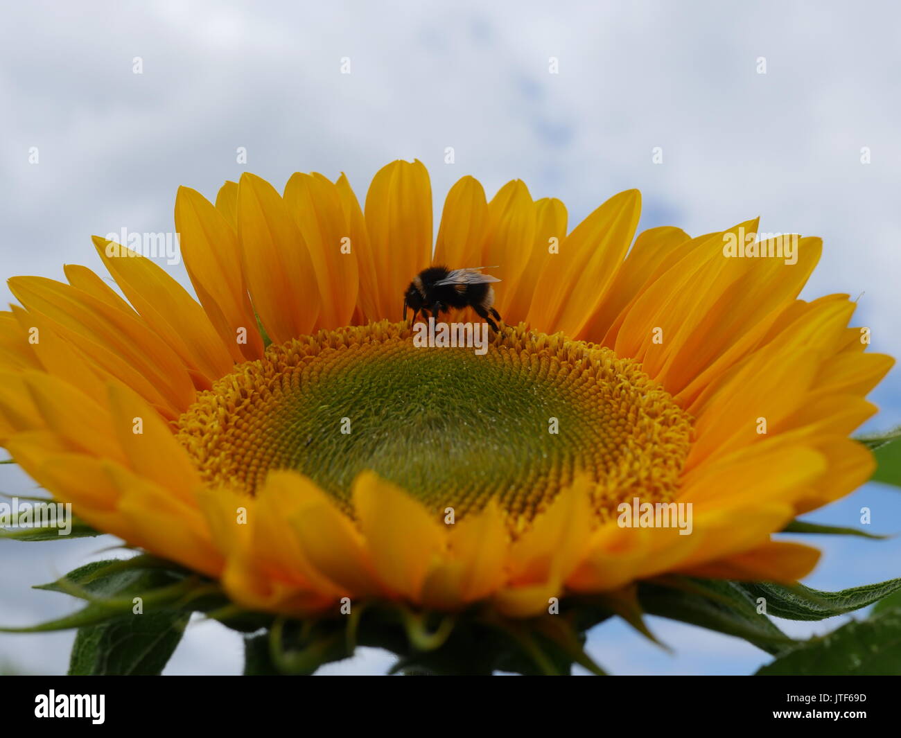 Bumble bee and sunflower hi-res stock photography and images - Alamy