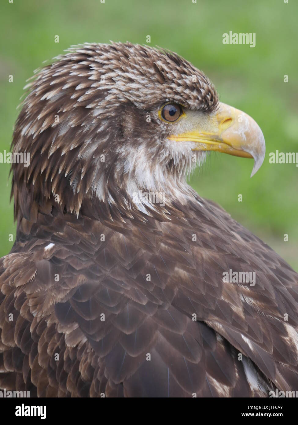 Eagle feathers hi-res stock photography and images - Alamy