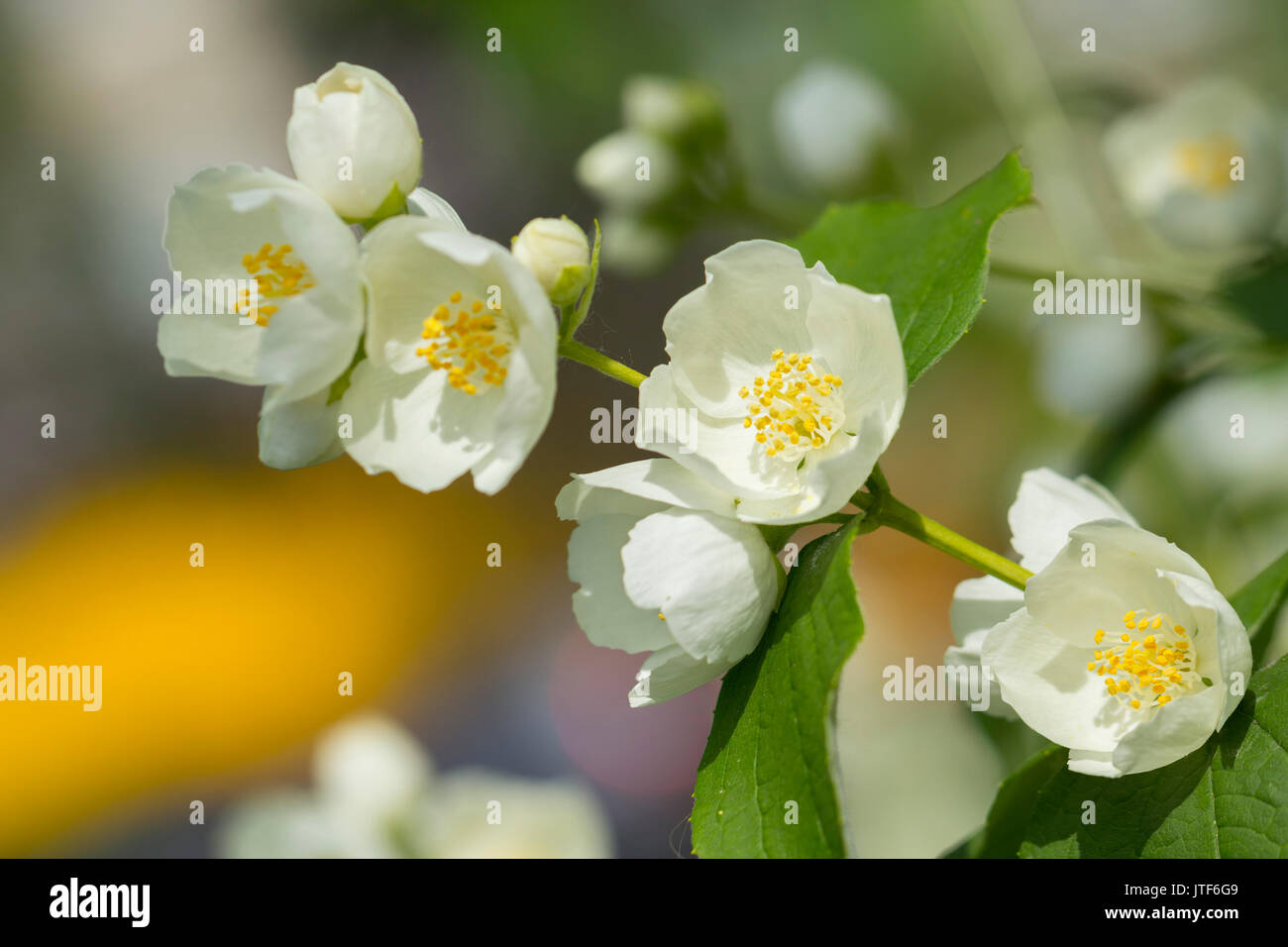Mock orange tree hi-res stock photography and images - Alamy