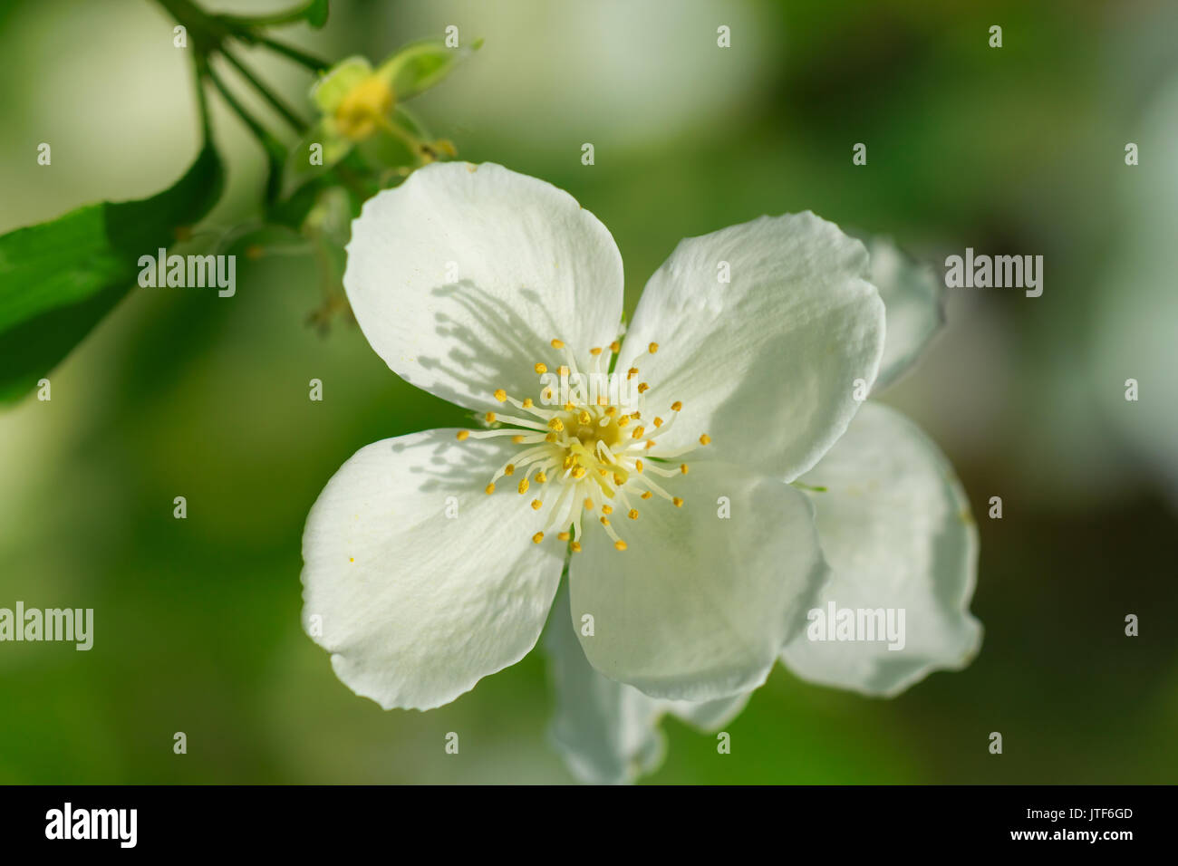 Mock orange tree hi-res stock photography and images - Alamy
