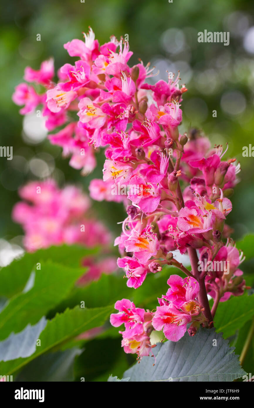 Pink chestnut tree hi-res stock photography and images - Alamy