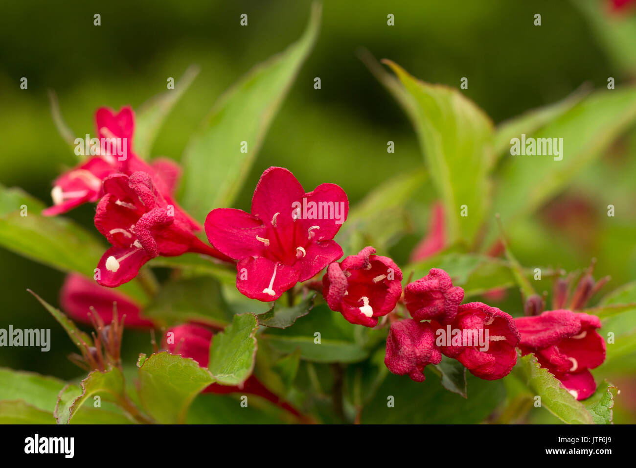 Weigela all summer red hi-res stock photography and images - Alamy