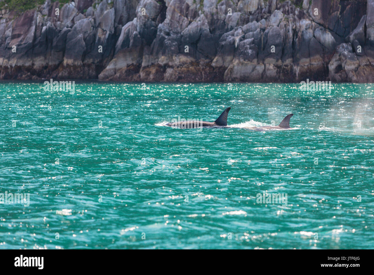 Orcas alaska hi-res stock photography and images - Alamy