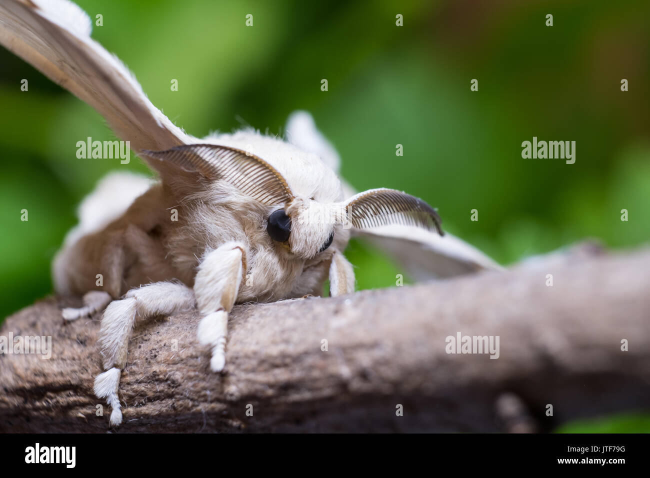 Domesticated silkworm moth hi-res stock photography and images - Alamy