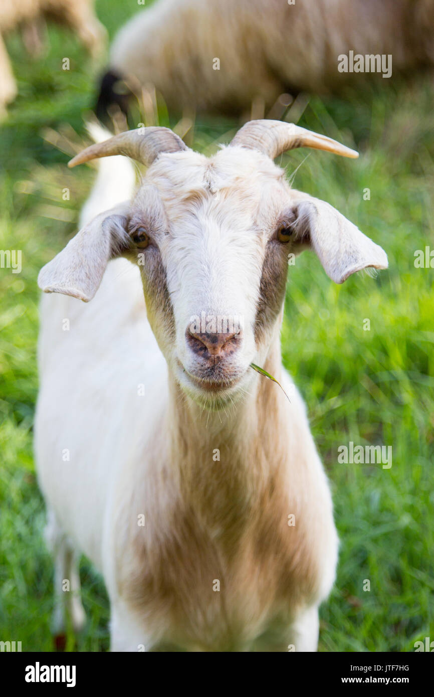 Billy goat grazing Stock Photo - Alamy