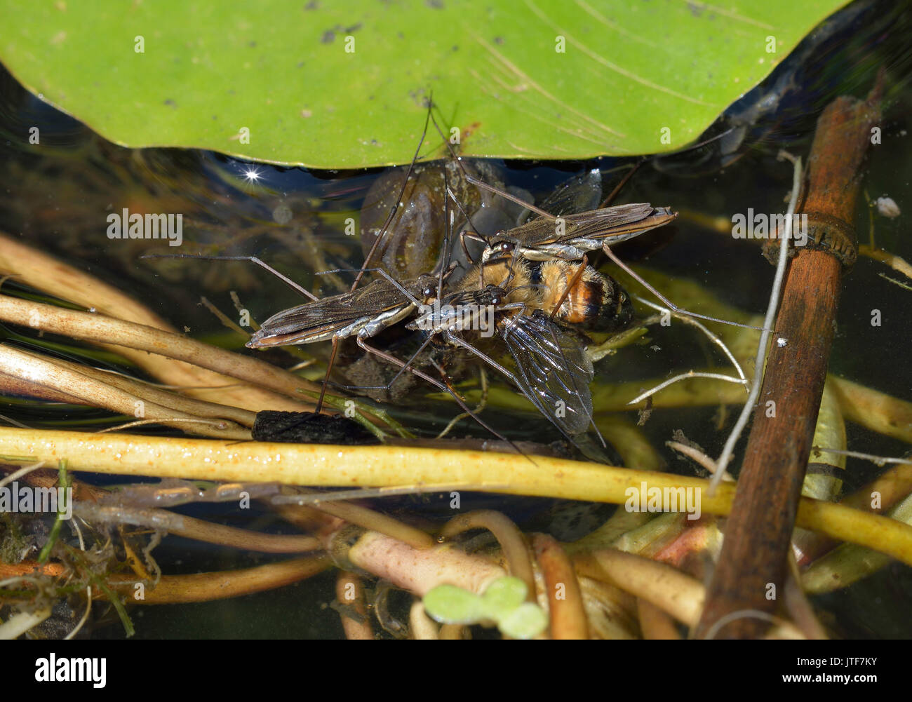 Pond Skater - Gerris lacustris Two adults & Nymph feeding on Bee Stock ...