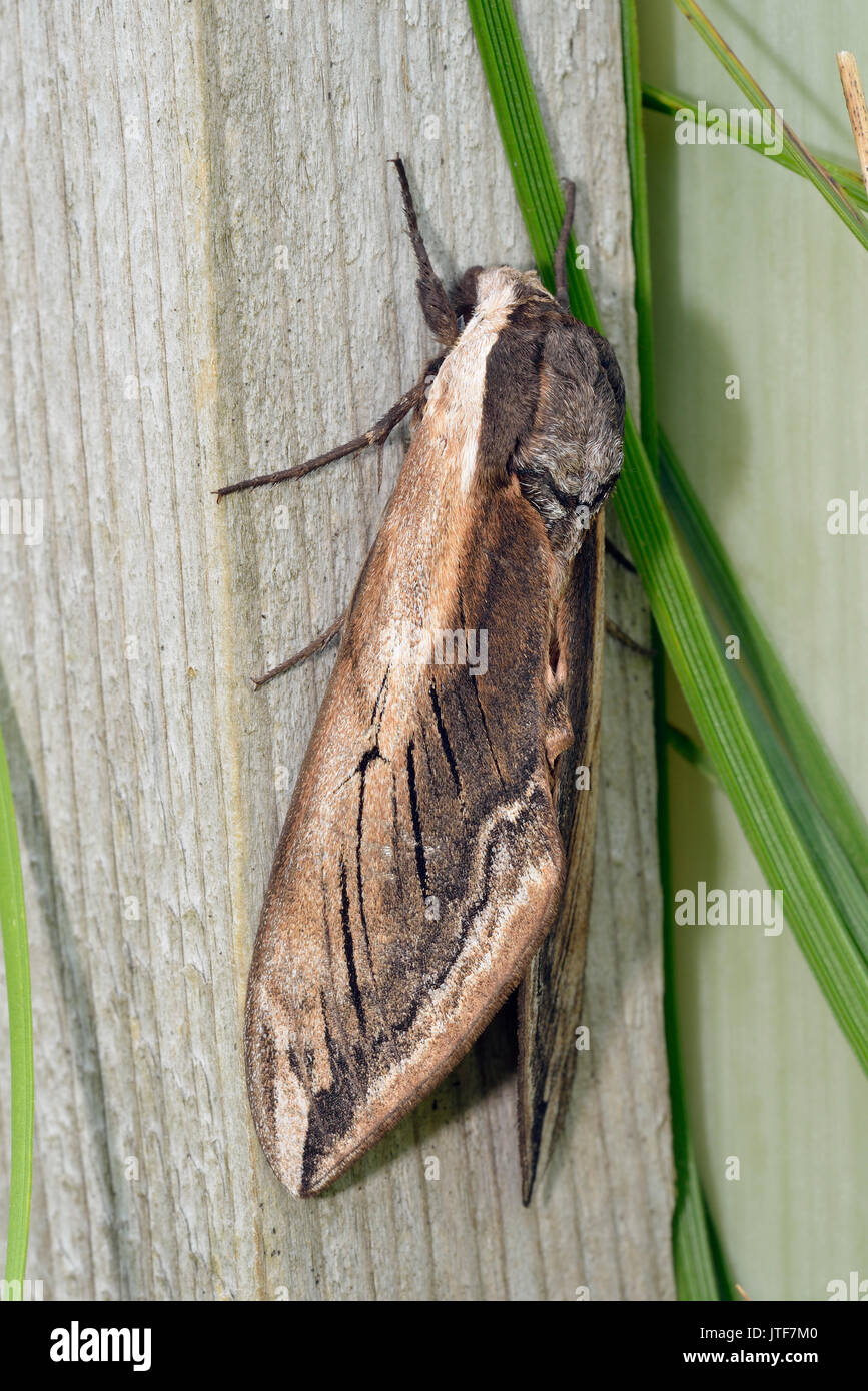 Privet Hawkmoth - Sphinx ligustri One of Britains Largest Moths Stock ...