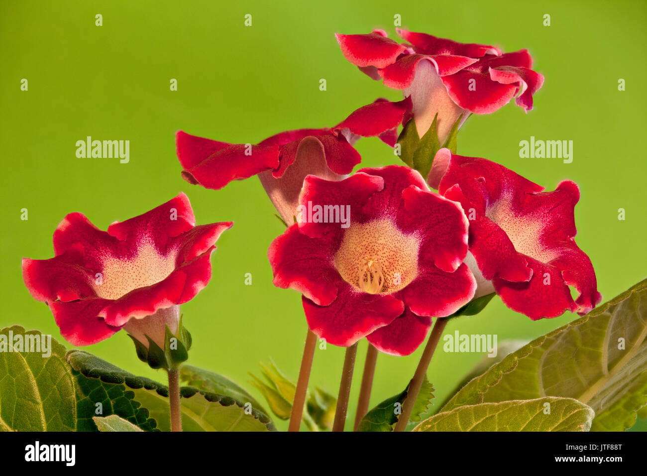 Flowering Red gloxinia on green background Stock Photo - Alamy