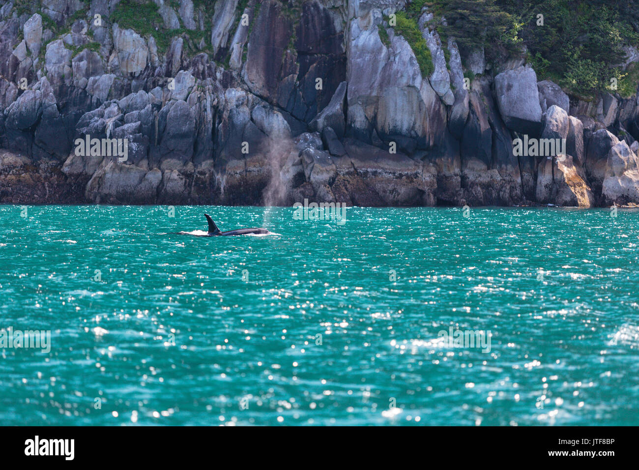 Orcas in the Resurrection Bay, Orcinus orca, Kenai Peninsula, Alaska ...