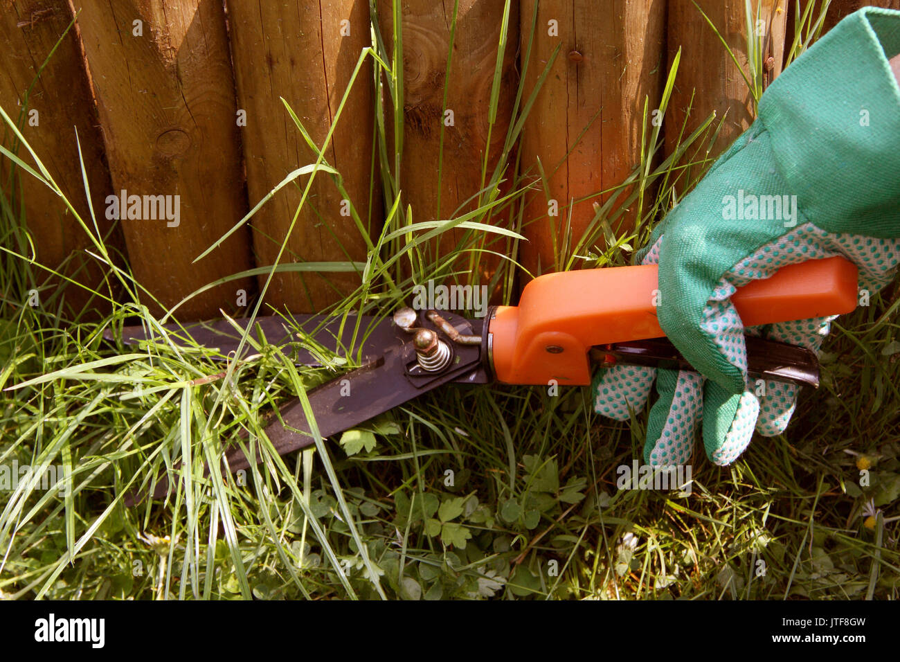 Exact gardening - trimming grass with scissors Stock Photo - Alamy