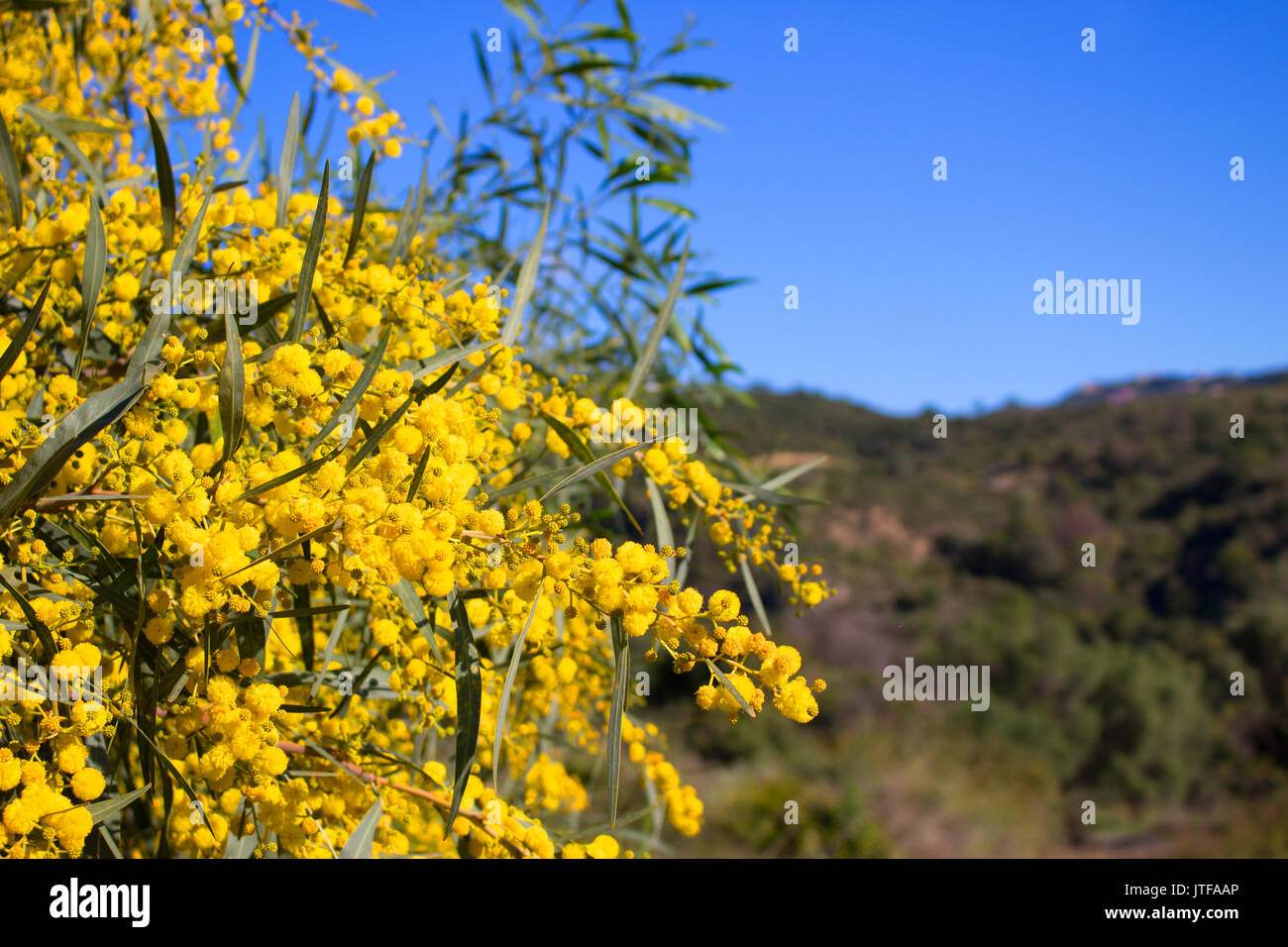 Mimosa. Beautiful yellow flowers. Spring time Stock Photo - Alamy