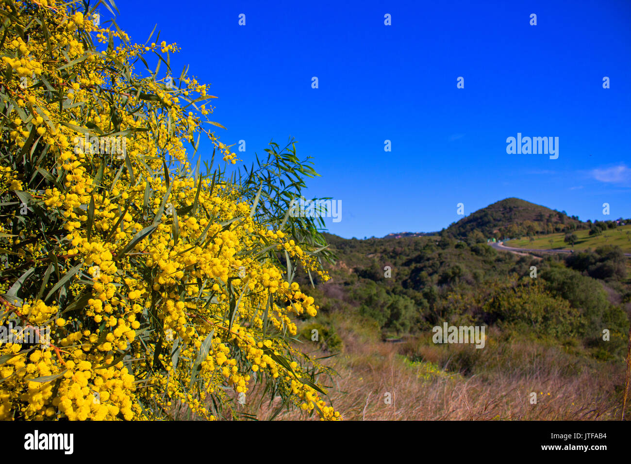 Mimosa. Beautiful yellow flowers. Spring time Stock Photo - Alamy